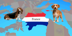 57 French Dog Breeds [ Native Dogs Of France Complete List ]