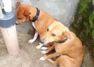 Ekuke Dogs: The Protective Nigerian Local Dog Breed