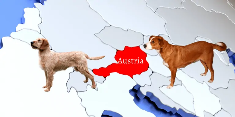 5 Austrian Dog Breeds ( Native Hunting Dogs Of Austria )