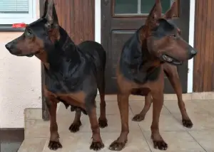 The Protective Chinese Red Dog Breed ( Laizhou Hong )