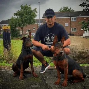 The Protective Chinese Red Dog Breed ( Laizhou Hong )