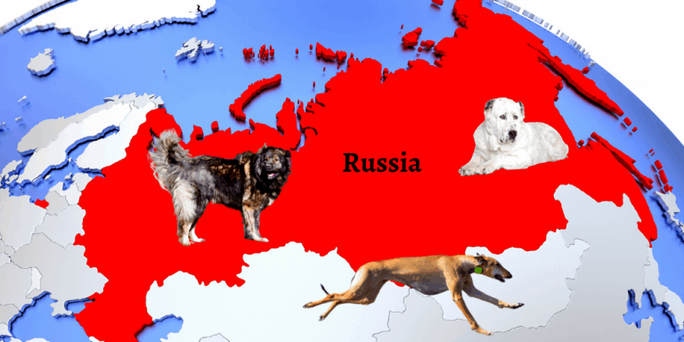 23 Popular Russian Dog Breeds List ( Native Russian Dogs )