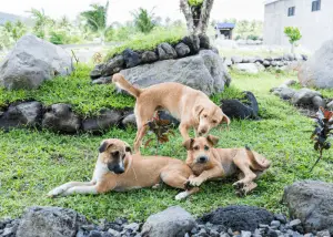 The Askal or Aspin Dog Breed: From Street Dog to Beloved Pet