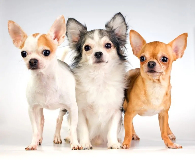 5 Popular Mexican Dog Breeds [ With Photos ]