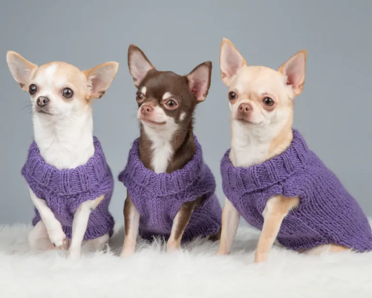 5 Popular Mexican Dog Breeds [ With Photos ]