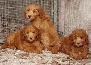 Dogs that Look Like Fried Chicken ( Yummy Pets )
