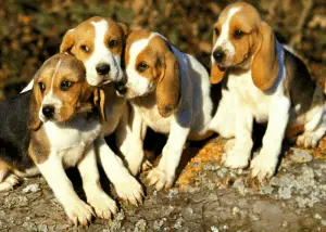 57 French Dog Breeds [ Native Dogs Of France Complete List ]