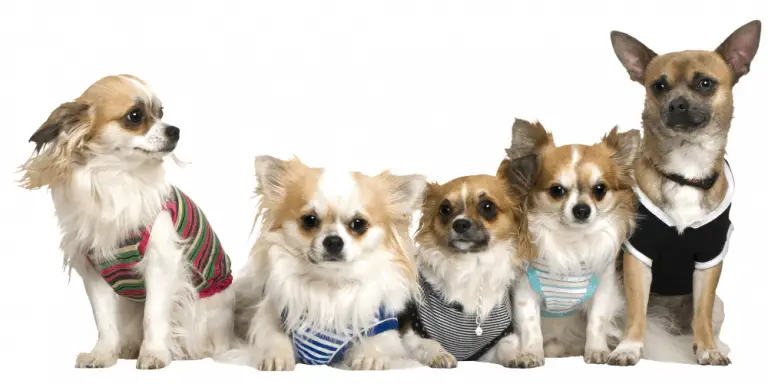 Chiwawa Dog (Chihuahua) Complete Information