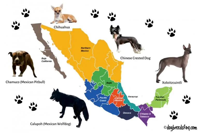 5 Popular Mexican Dog Breeds [ With Photos ]