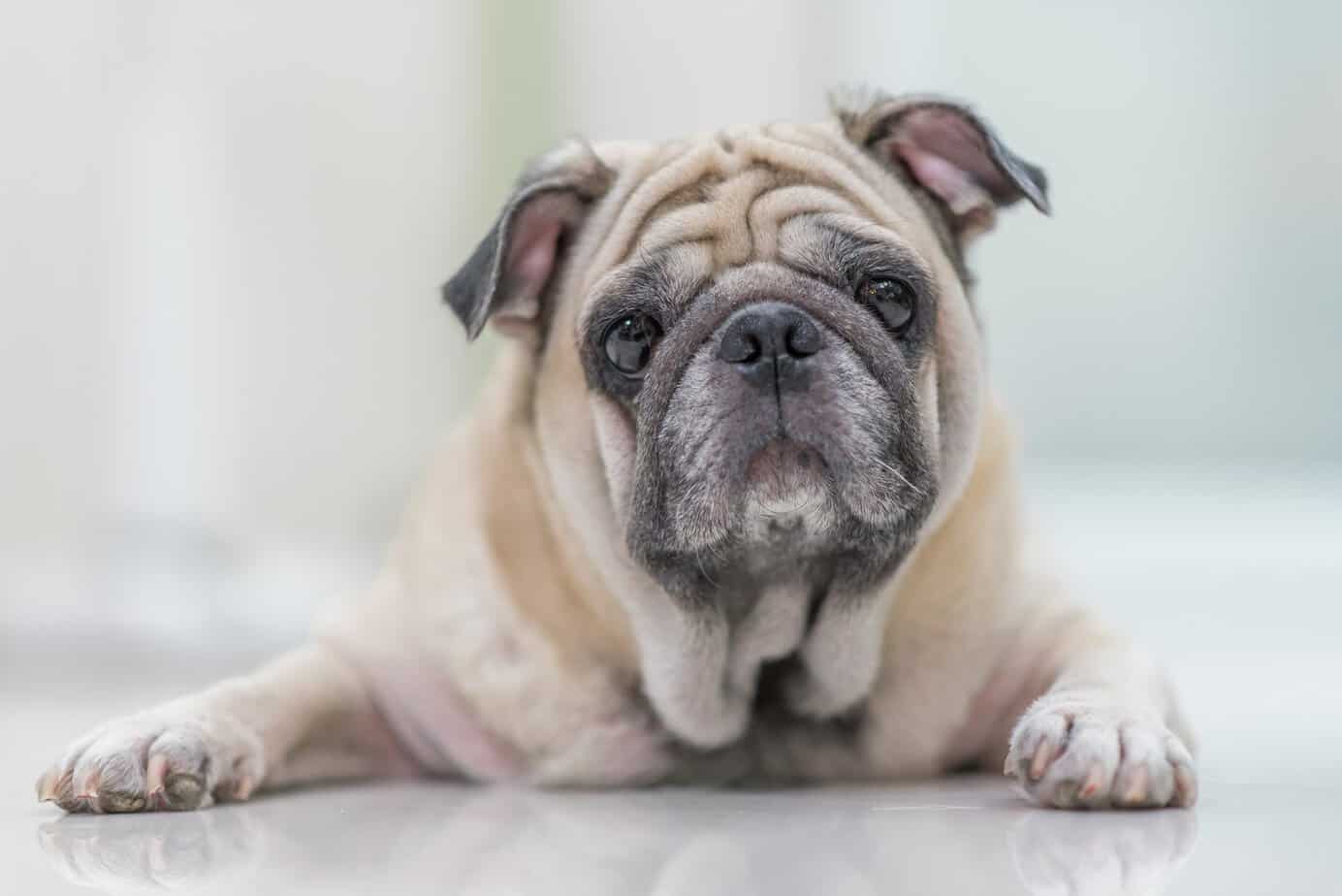 Do Lazy Pugs Shed (Or Not)? | Dog Breeds FAQ