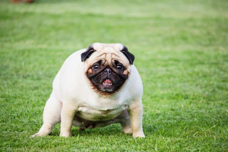 17 Pros And (Cons) Of Owning A Pug | Dog Breeds FAQ