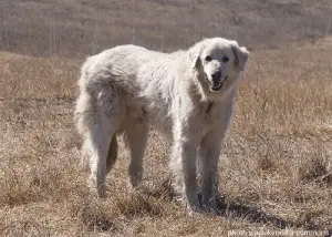 7 Turkish Dog Breeds ( Native Turkish Dogs )