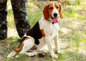 23 Popular Russian Dog Breeds List ( Native Russian Dogs )