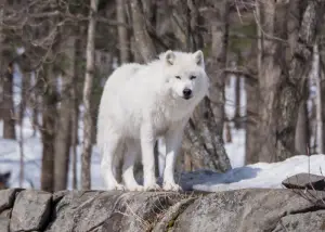 Wolf Colors: 7 Fascinating Shades of Nature's Canines | Dog Breeds FAQ