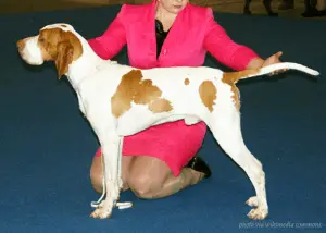 57 French Dog Breeds [ Native Dogs Of France Complete List ]