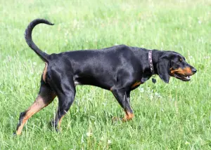 5 Austrian Dog Breeds ( Native Hunting Dogs Of Austria )
