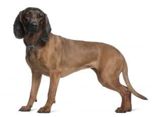 Bavarian Mountain Scent Hound