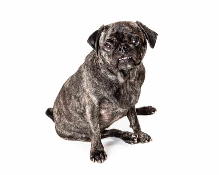 Brindle Pug: The Dog Behind the RARE Striped Coat