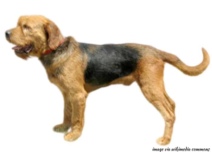 3 BULGARIAN DOG BREEDS: Lovelier Than Bulgarian Roses!