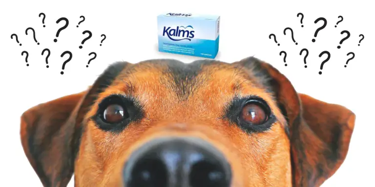 Can You Give Kalms to Dogs? The Insider's Guide