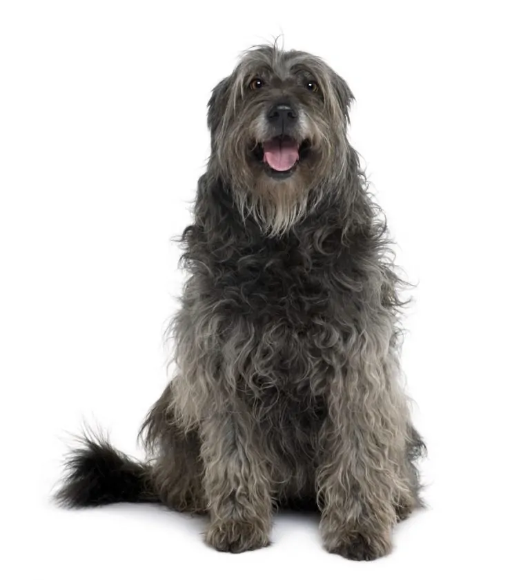 47 Spanish Dog Breeds [The Complete List With Photos]