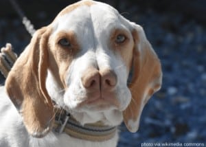 7 Turkish Dog Breeds ( Native Turkish Dogs )