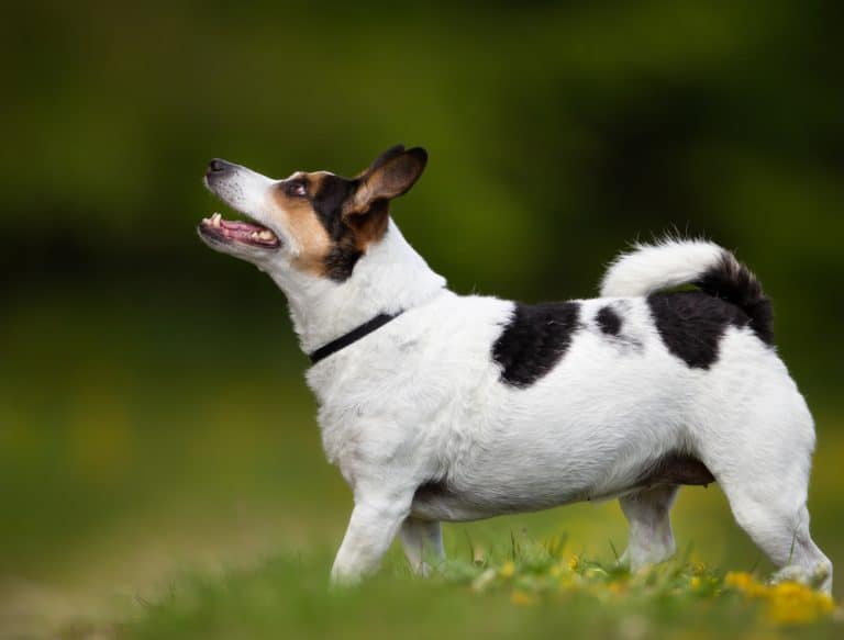 5 Happy Danish Dog Breeds (Dogs Originating From Denmark)