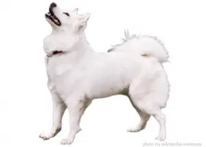 5 Happy Danish Dog Breeds (Dogs Originating From Denmark)