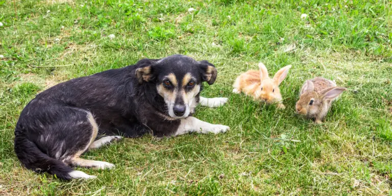 13 Dog Breeds Known to Chase or Kill Rabbits