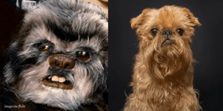 9 Dogs that Look Like Ewoks ( May The Dog Be With You )
