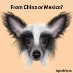 5 Popular Mexican Dog Breeds [ With Photos ]