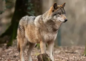 Wolf Eye Colors: The Science Behind Their Stunning Hues