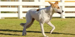 Jewish Dog Breeds: An Exploration of Faithful Companions