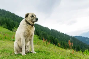 7 Turkish Dog Breeds ( Native Turkish Dogs )
