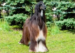 3 Majestic Afghanistan Dog Breeds | Dog Breeds FAQ