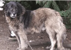 7 Turkish Dog Breeds ( Native Turkish Dogs )