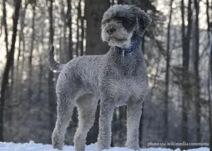 13 Amazingly Unique Italian Dog Breeds (Famous Italian Dogs)