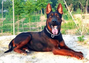 The Protective Chinese Red Dog Breed ( Laizhou Hong )