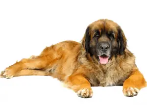 37 Popular German Dog Breeds List ( Alphabetical )