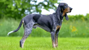 11 Switzerland Dog Breeds ( Swiss Dogs Complete List )