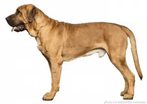 5 Happy Danish Dog Breeds (Dogs Originating From Denmark)