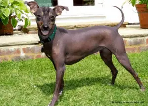 21 Popular Chinese Dog Breeds List ( Alphabetical )