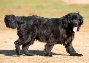 23 Popular Russian Dog Breeds List ( Native Russian Dogs )