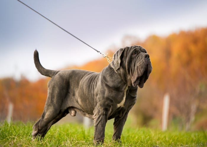 13 Amazingly Unique Italian Dog Breeds (Famous Italian Dogs)