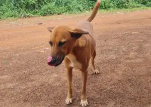 Ekuke Dogs: The Protective Nigerian Local Dog Breed