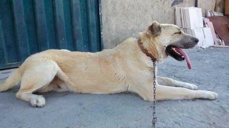 5 Oppressed Iranian Dog Breeds ( Ancient Persian Dogs )