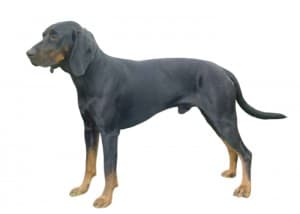 5 Polish Dog Breeds (ALL DOGS FROM POLAND)