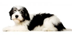 5 Polish Dog Breeds (ALL DOGS FROM POLAND)