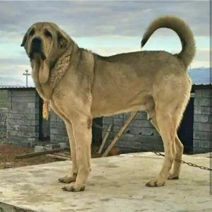 5 Oppressed Iranian Dog Breeds ( Ancient Persian Dogs )