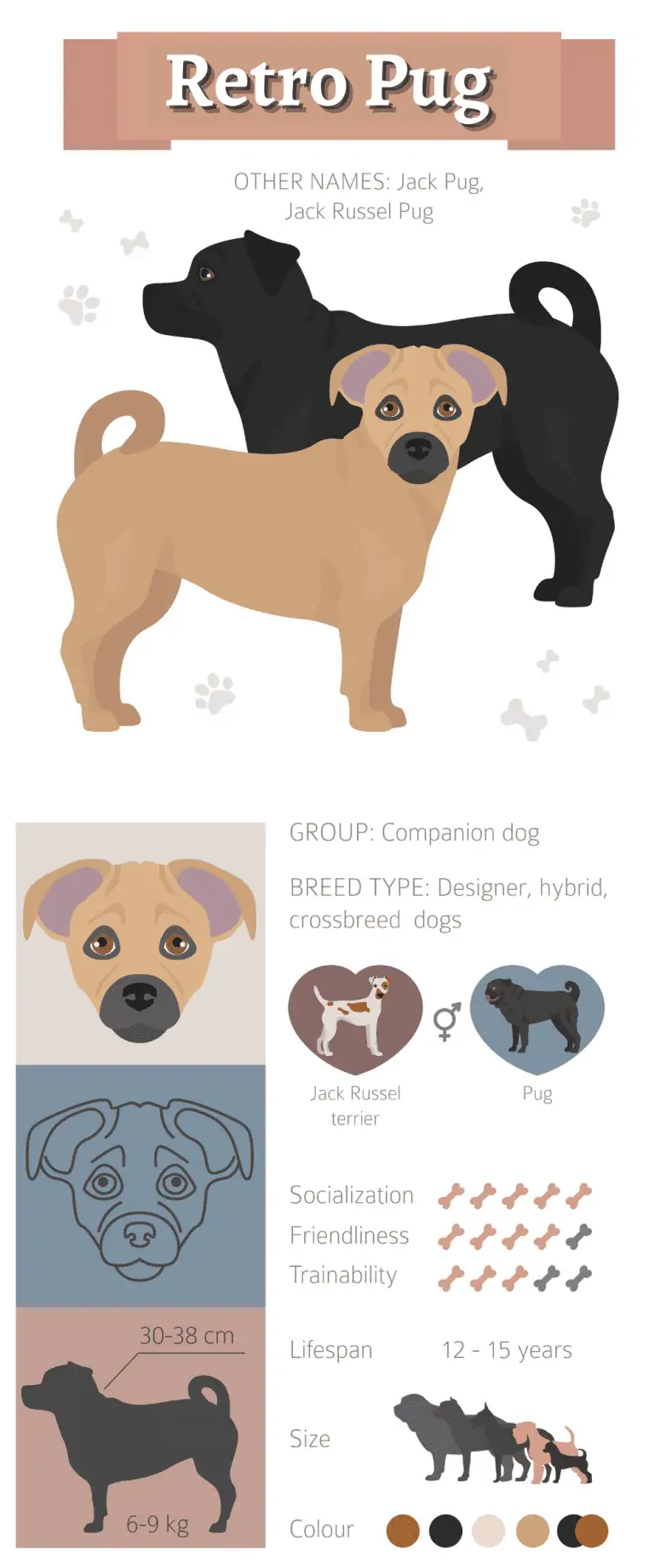 Retro Pug: The Health Twist in Pug Breeds | Dog Breeds FAQ